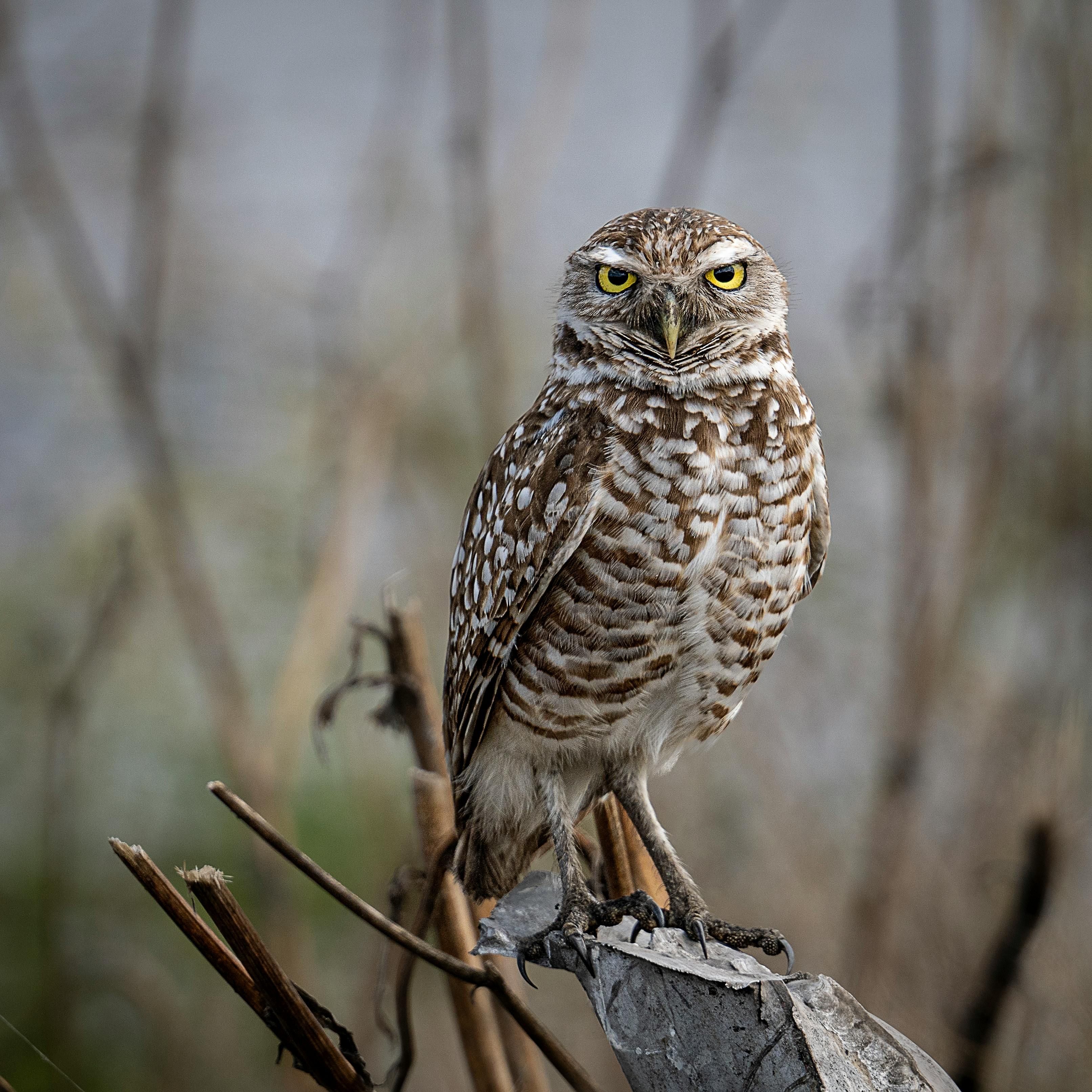 Senate Endorses Murdering Owls